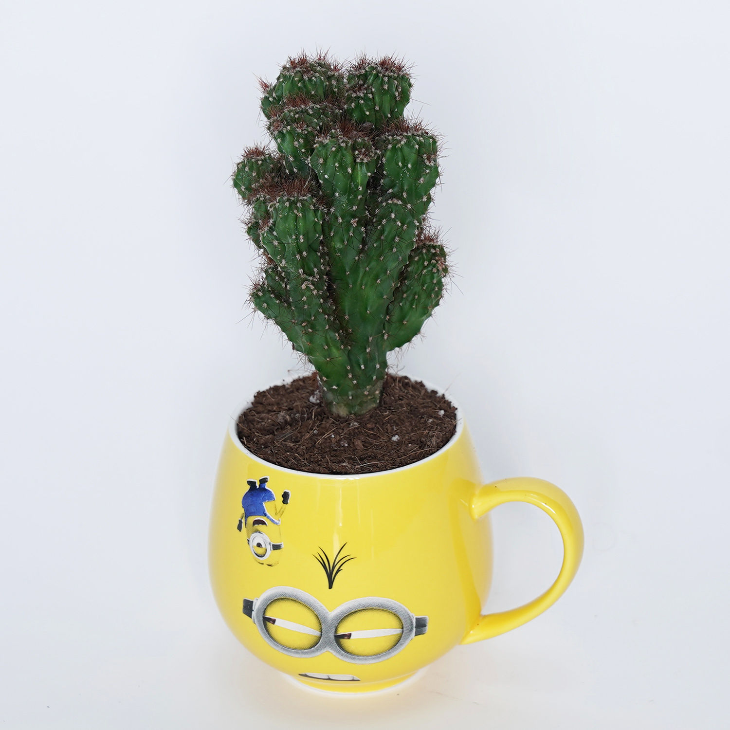 Online Cactus In Minion Pot Gift Delivery in UAE - FNP